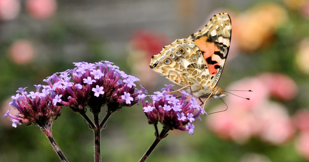 Sommerfugle: Indet din have til sommerfuglene