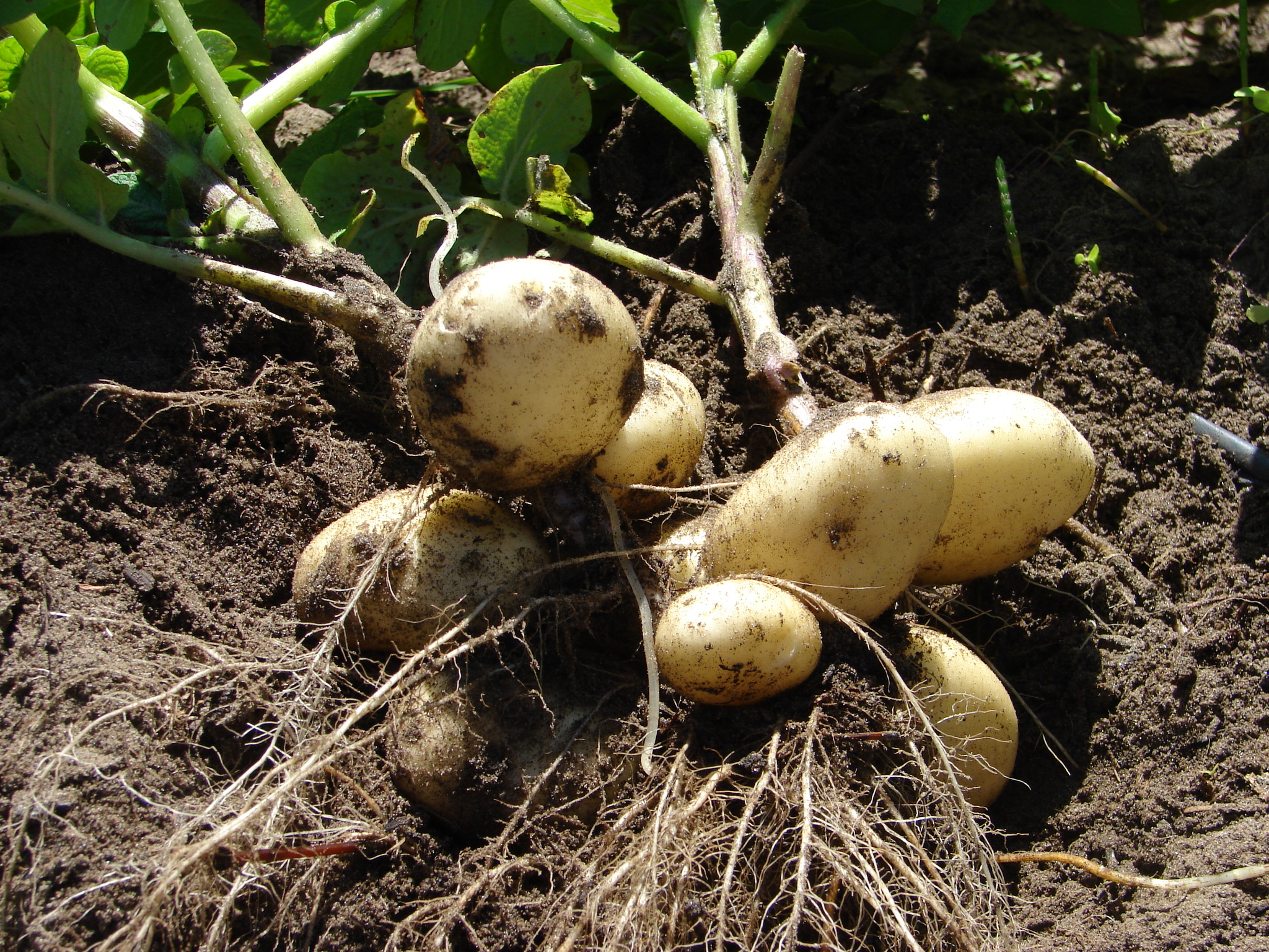 Glæd dig til nye kartofler