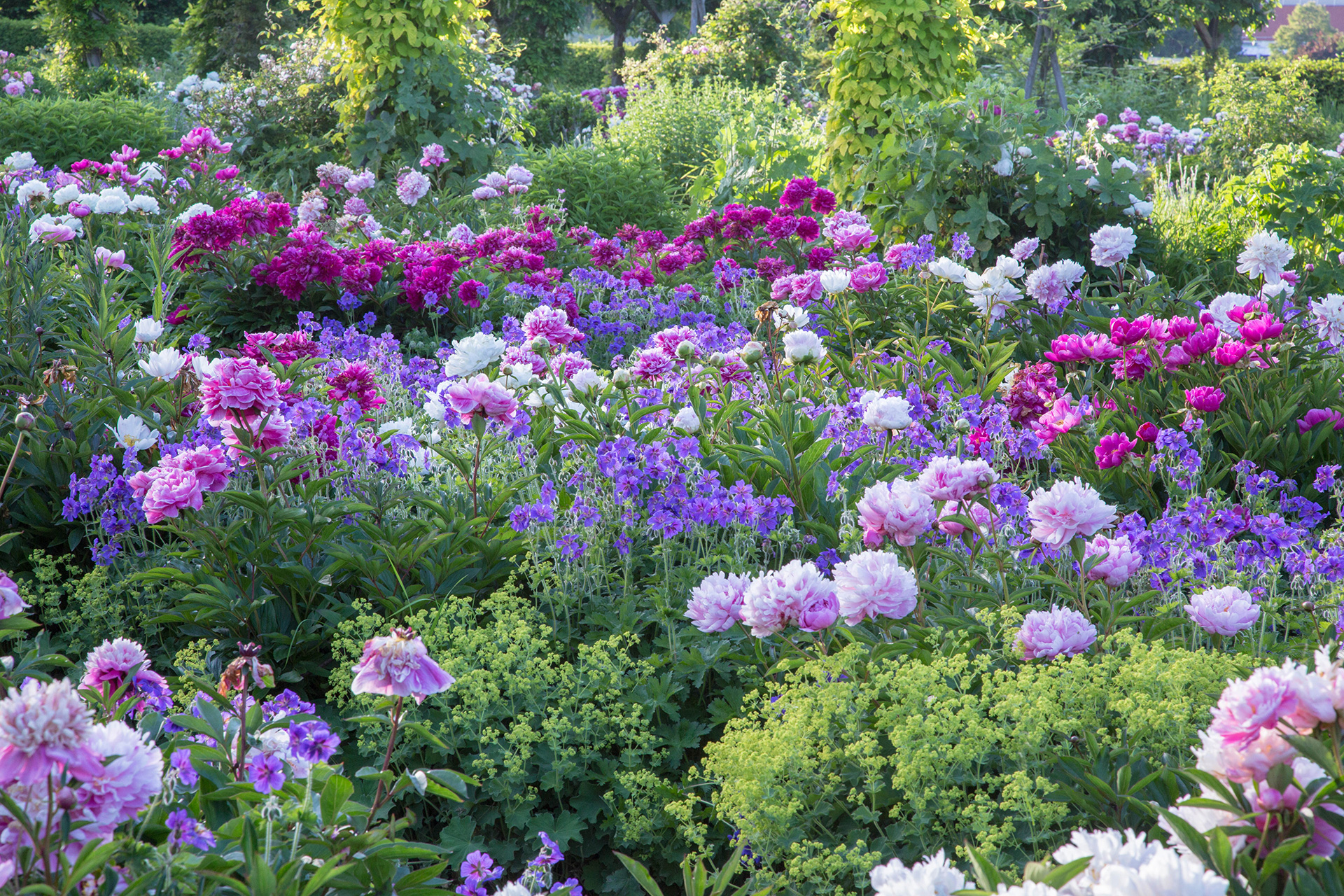 Bedplan: Stabilt staudebed med pæoner