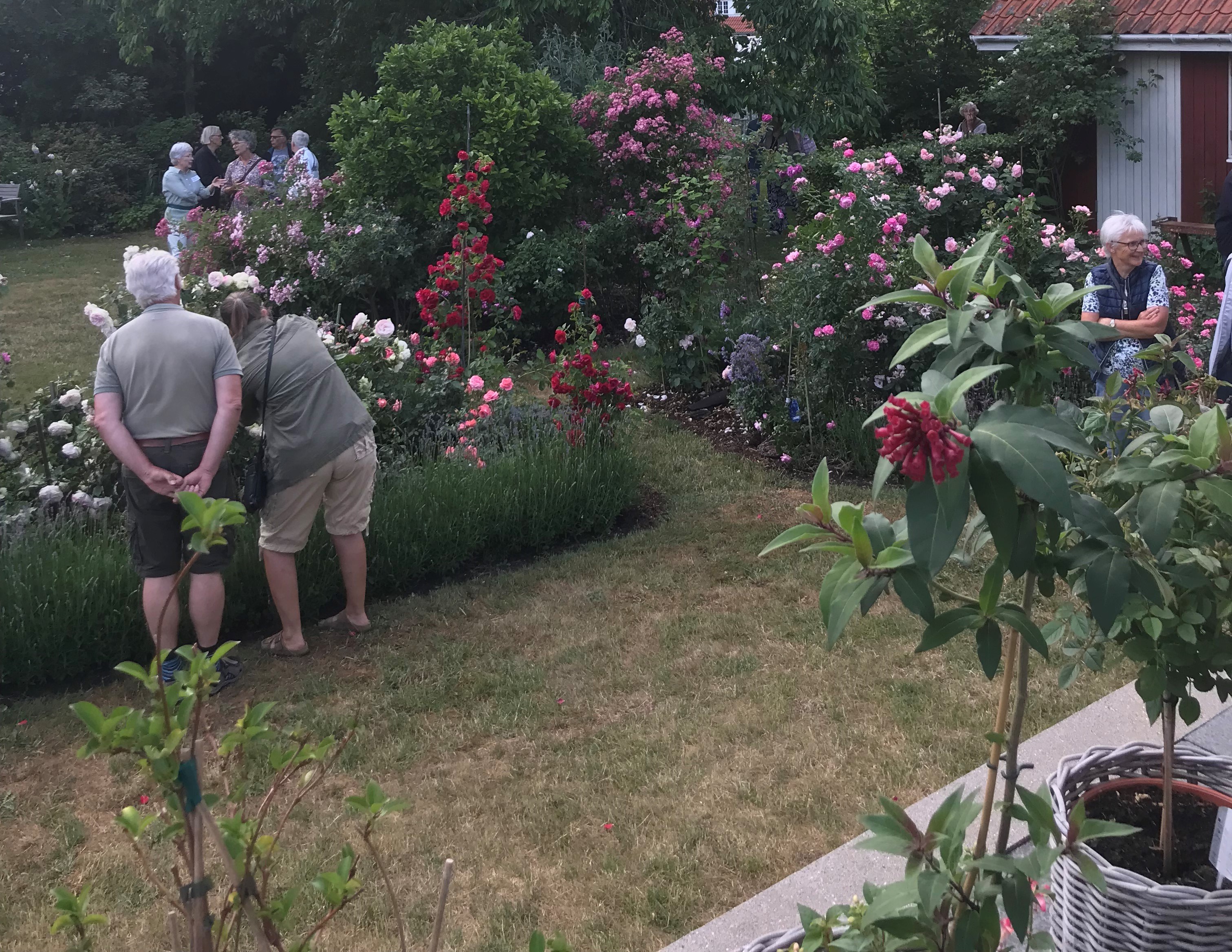 Havegrupper i Faxe Stevns