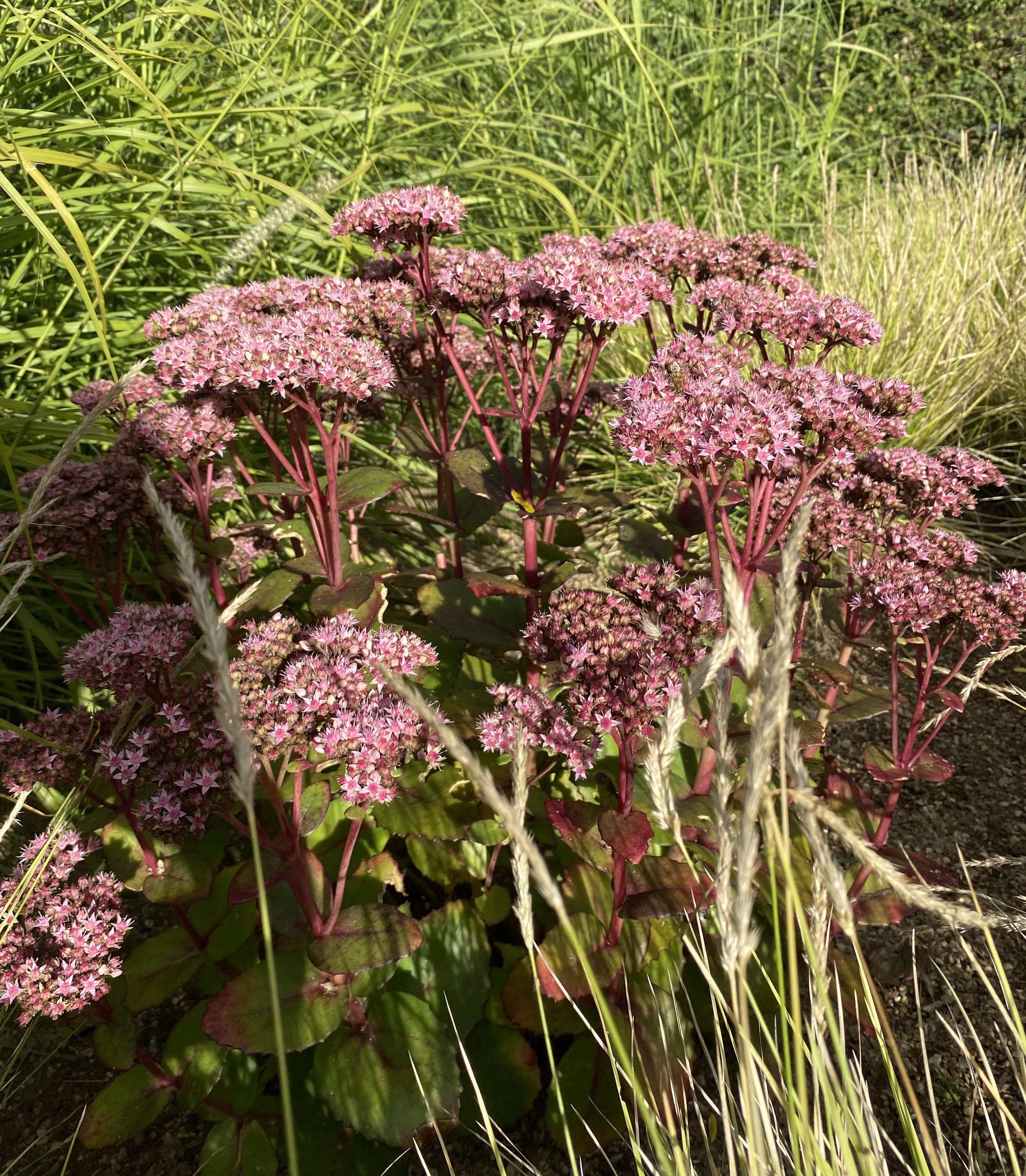Bedplan: Runde bede med prydgræsser og stauder