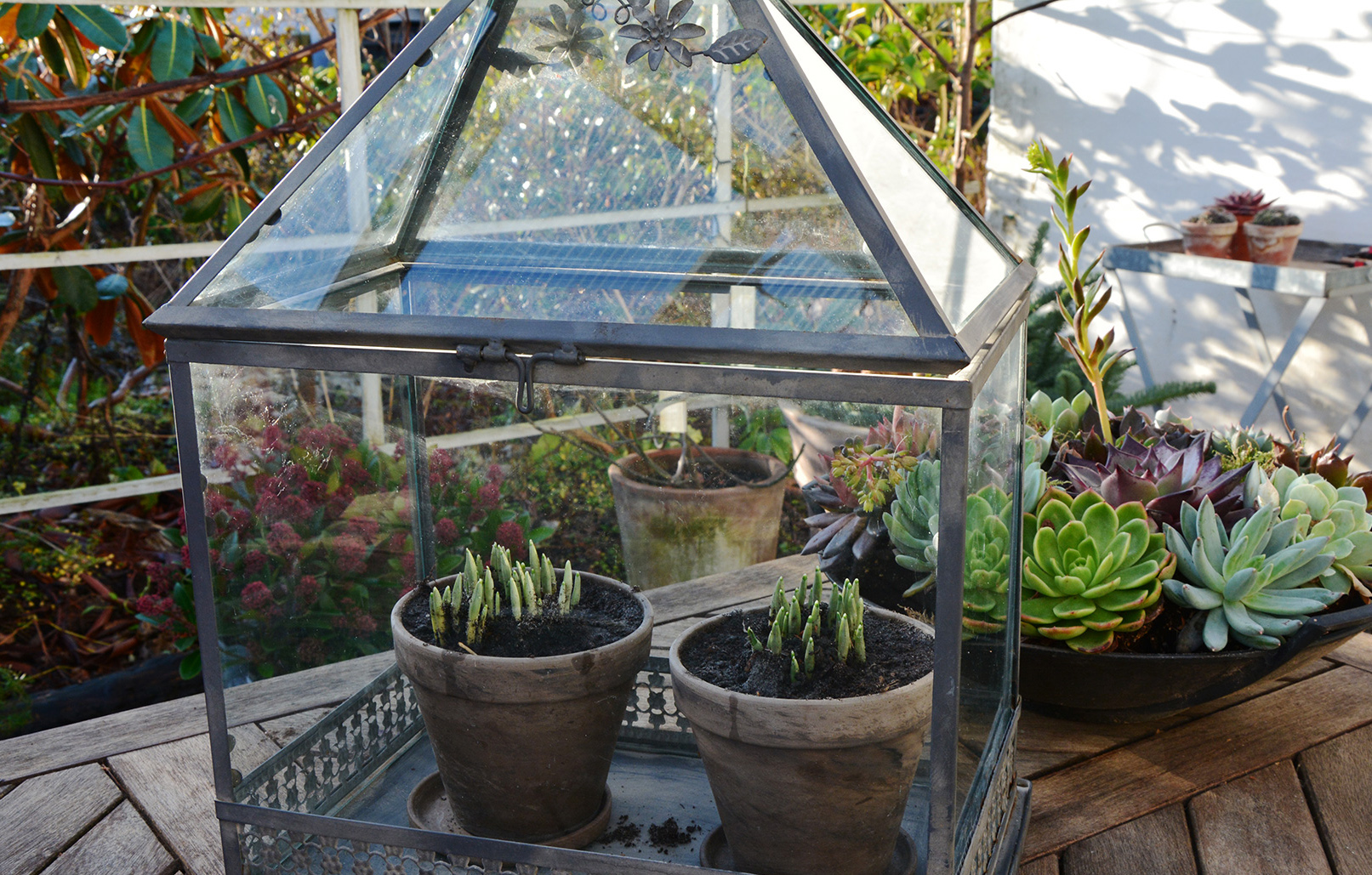 Sådan driver du vintergækker