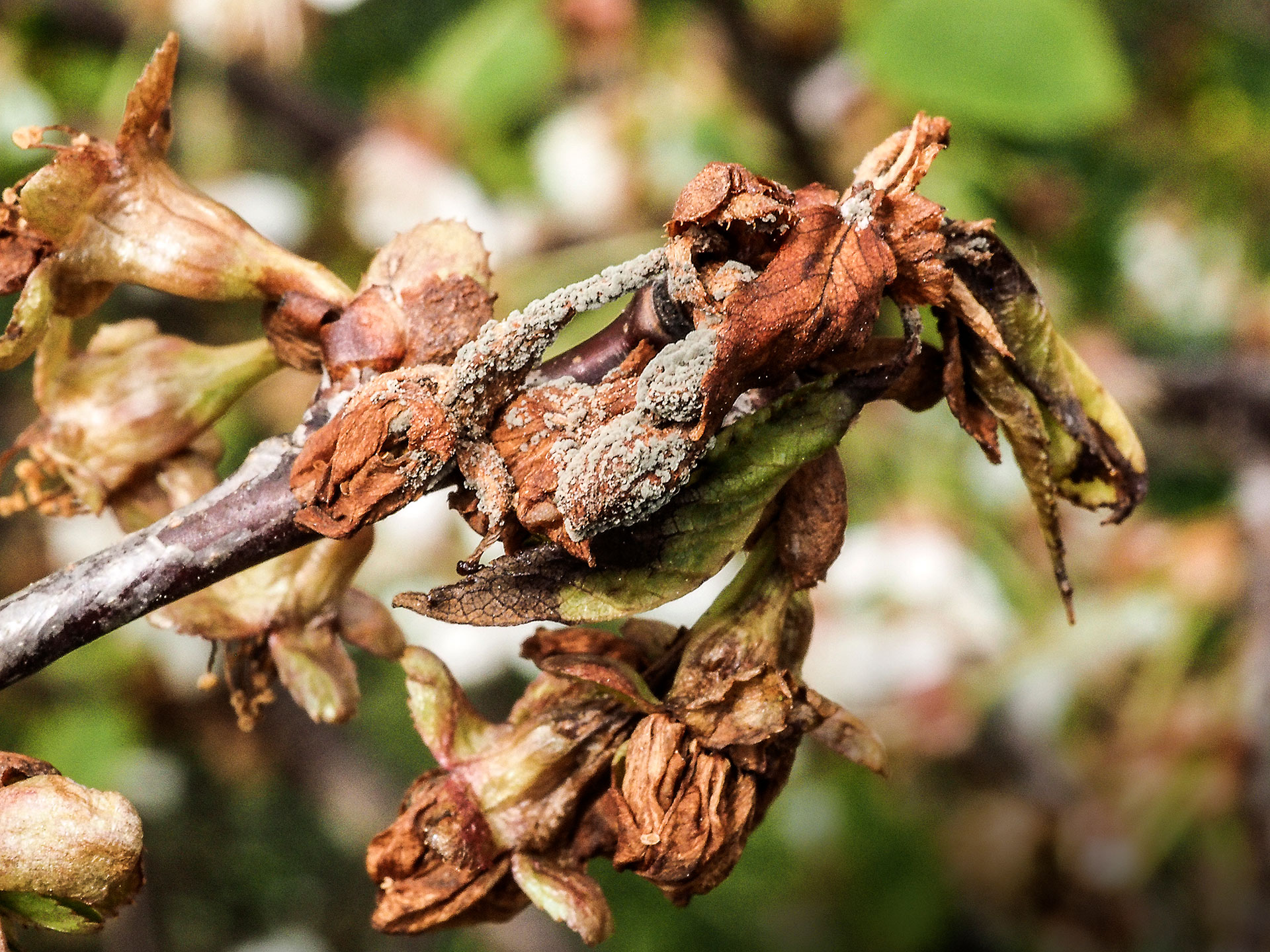 Træls svampesygdom rammer frugttræer og prydkirsebær