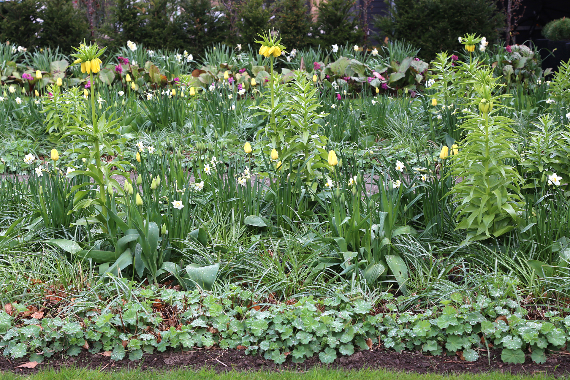 Bedplan: Gult forårsbed