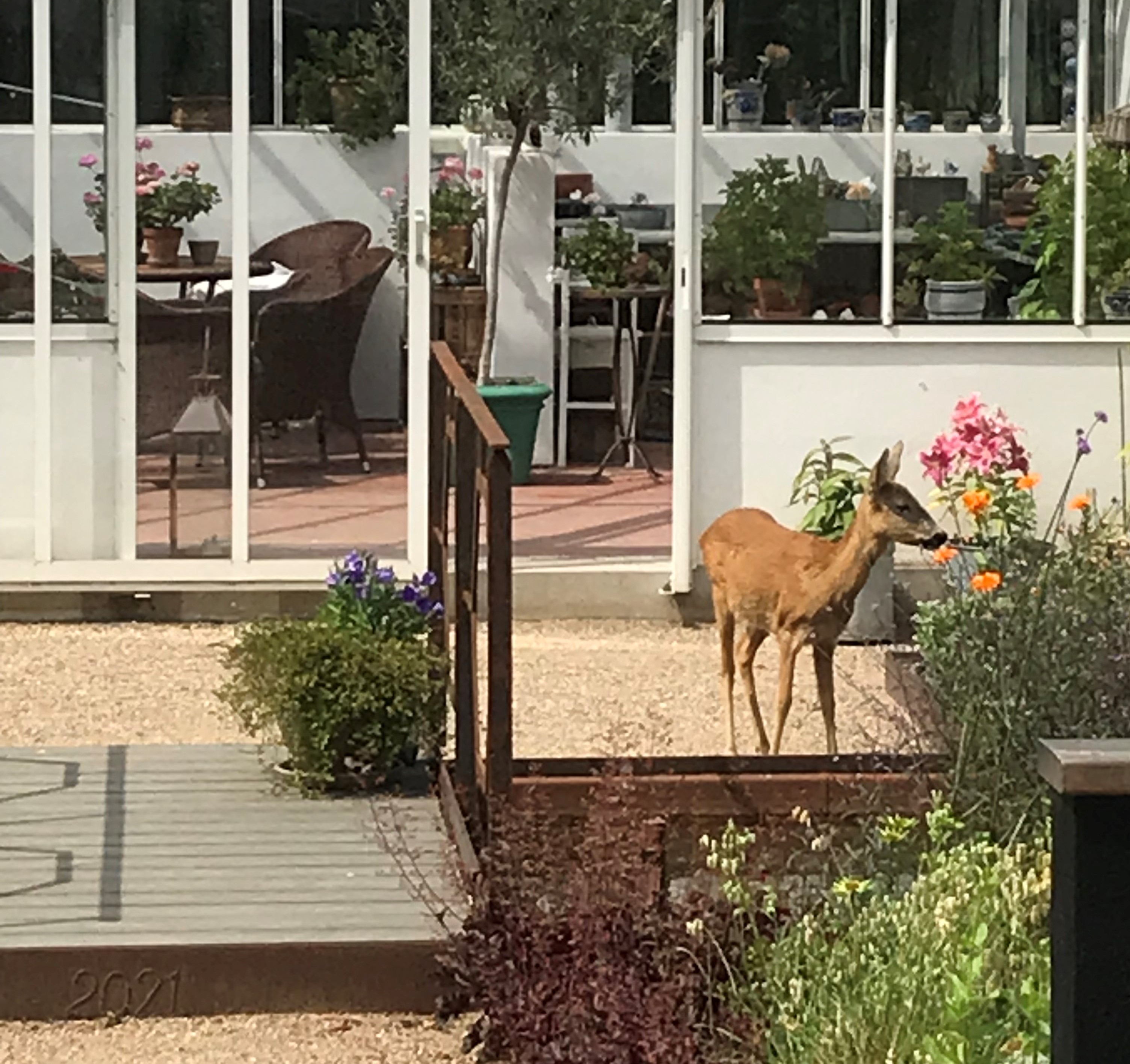 Året rundt i Formandens have