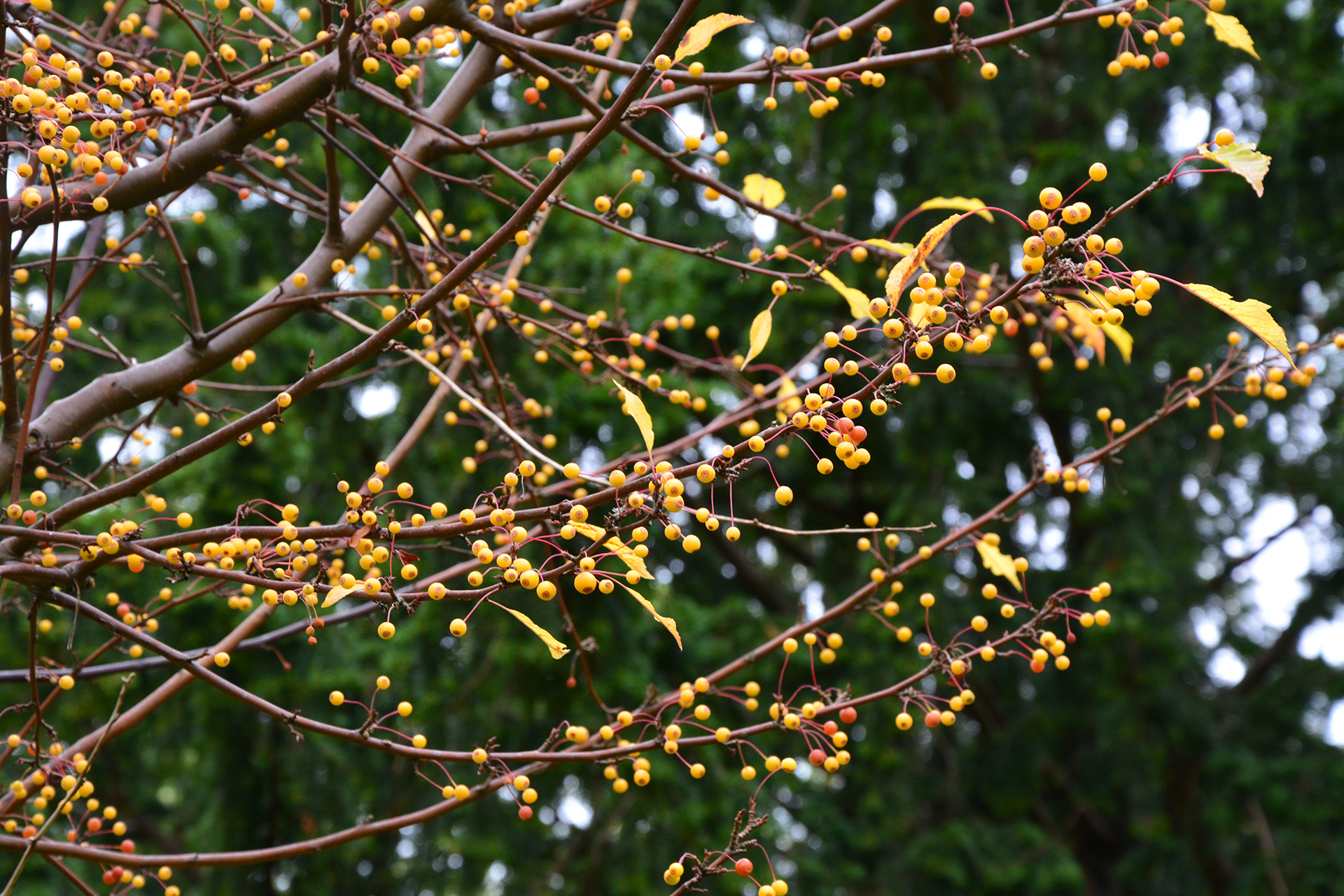 Gør haven vinterklar