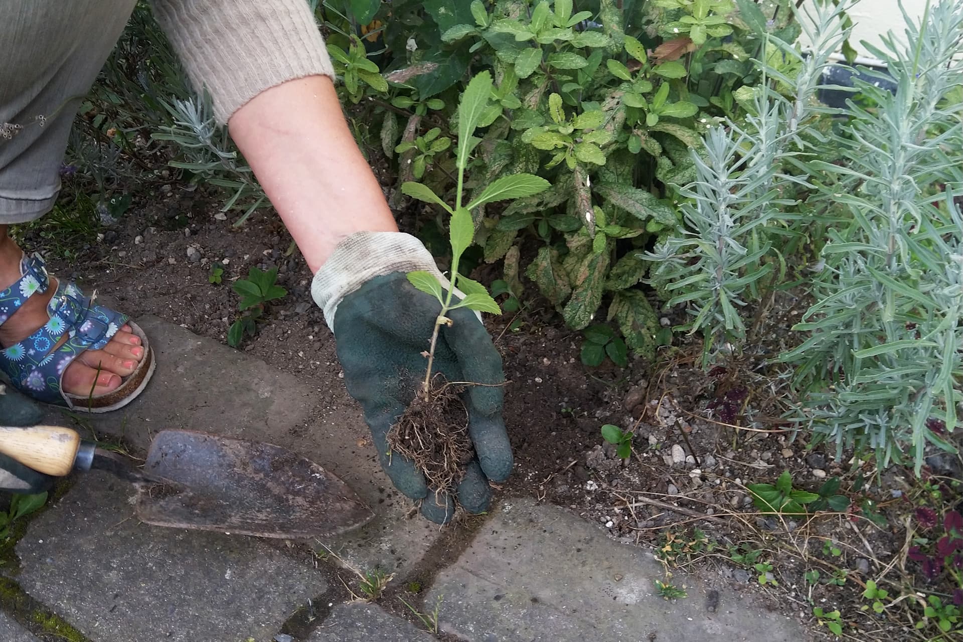 Guide: Få flere planter - billigt og bæredygtigt