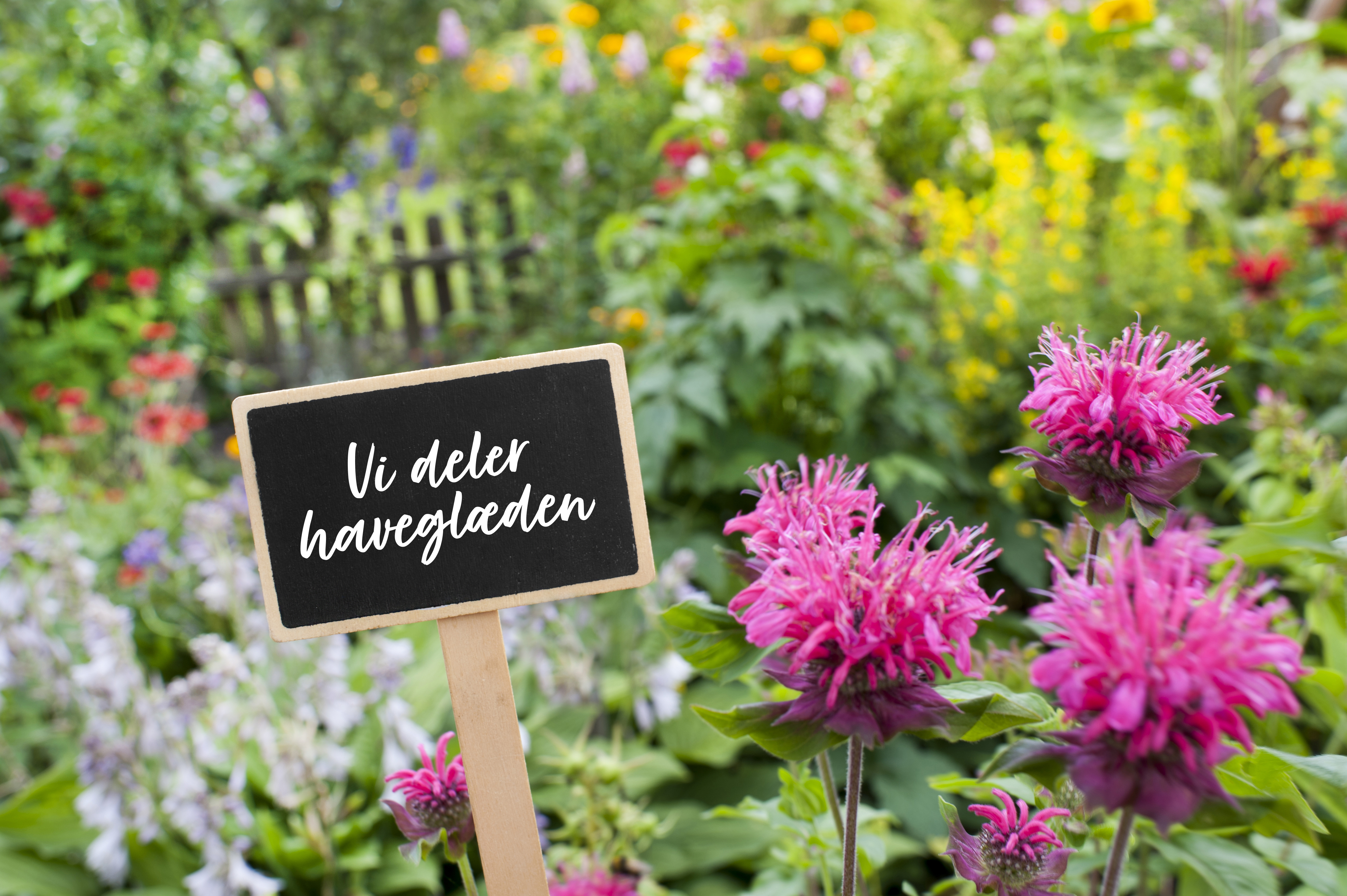 Vælg mellem 3 forskellige medlemskaber af Haveselskabet.