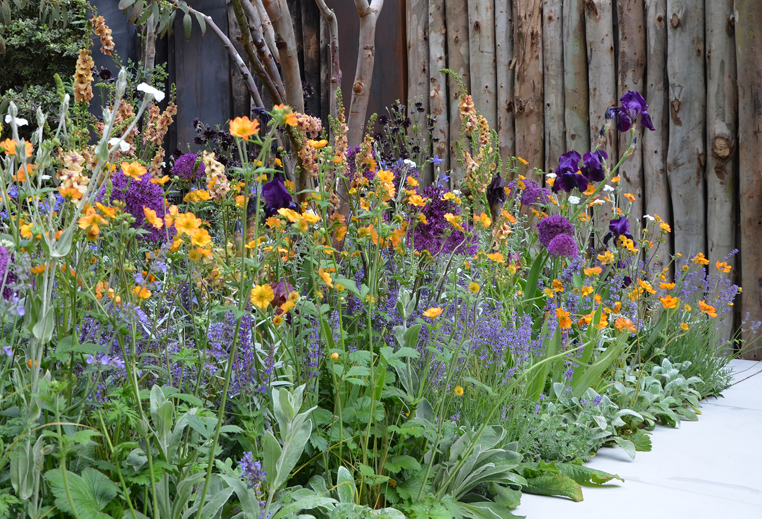 Selskab til de lilla stauder