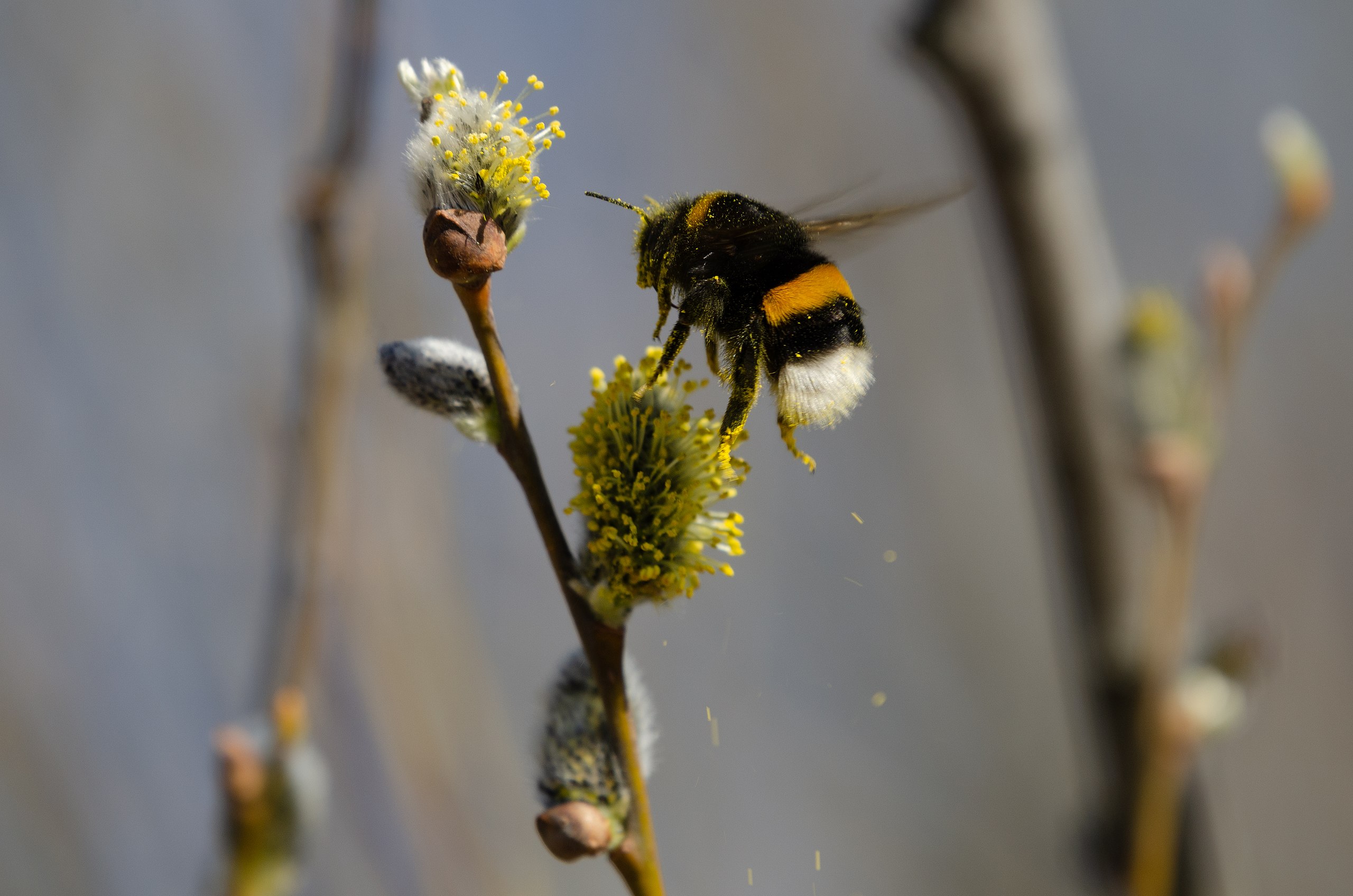 Bliv klogere på biodiversitet og vild have