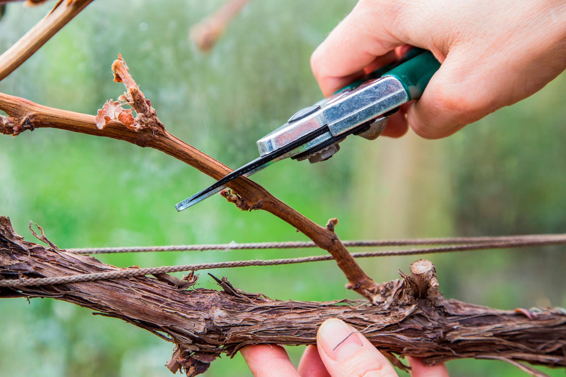 Hvornår skal vindruer beskæres | Beskær vinen inden nytår