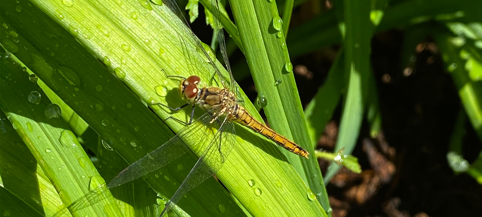 Dyr og insekter i haven