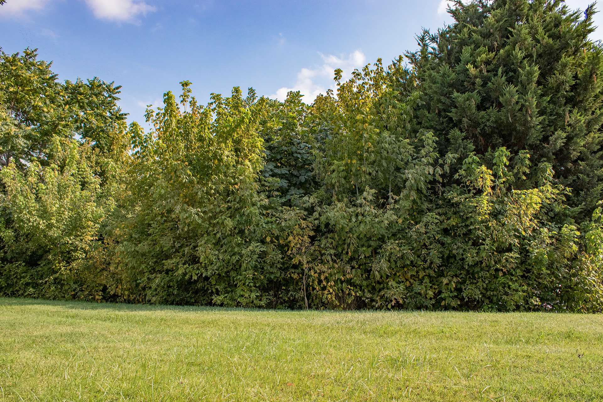 Buske og træer til læhegnet