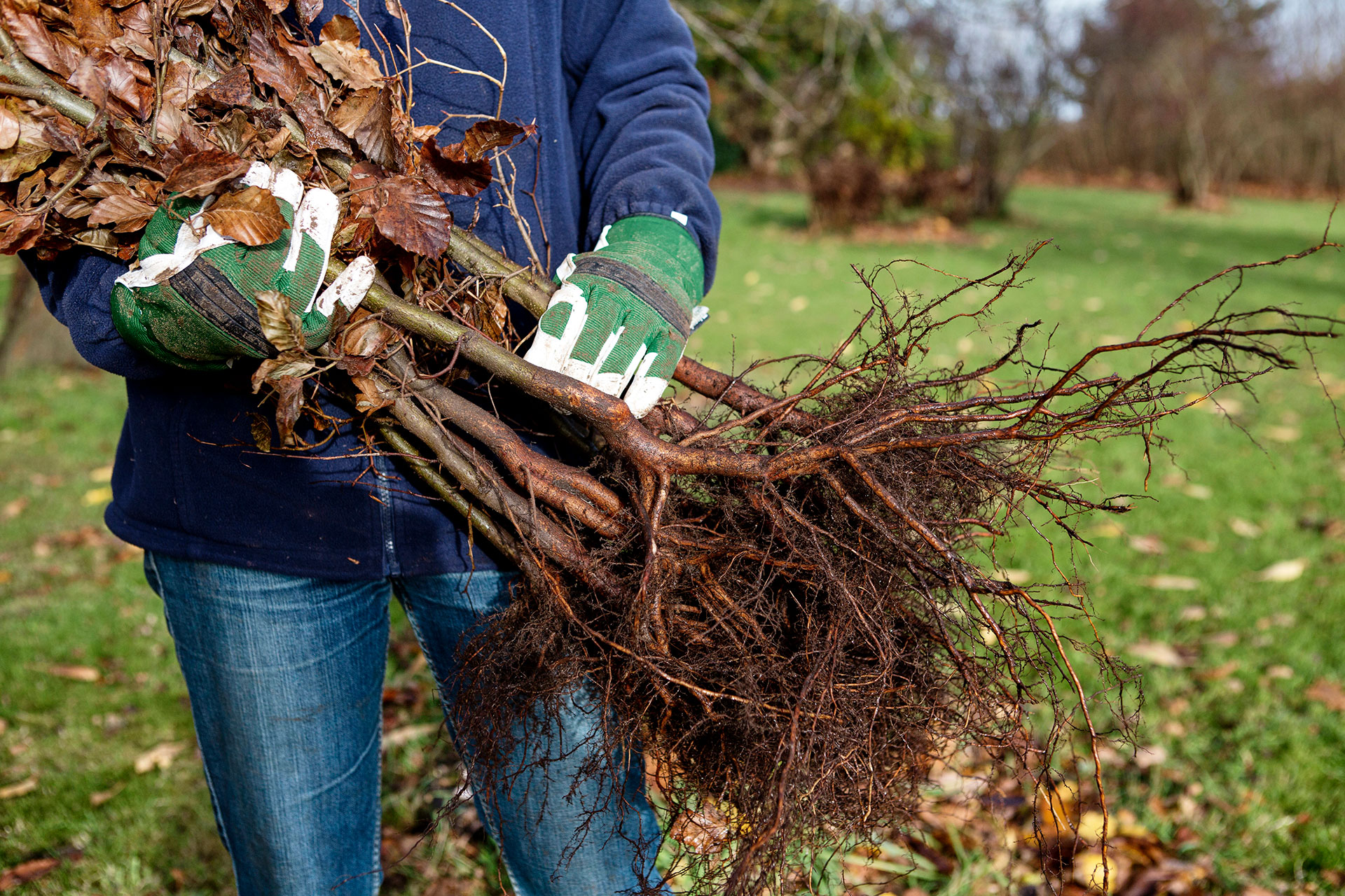 Der er penge at spare, hvis du vælger barrodplanter