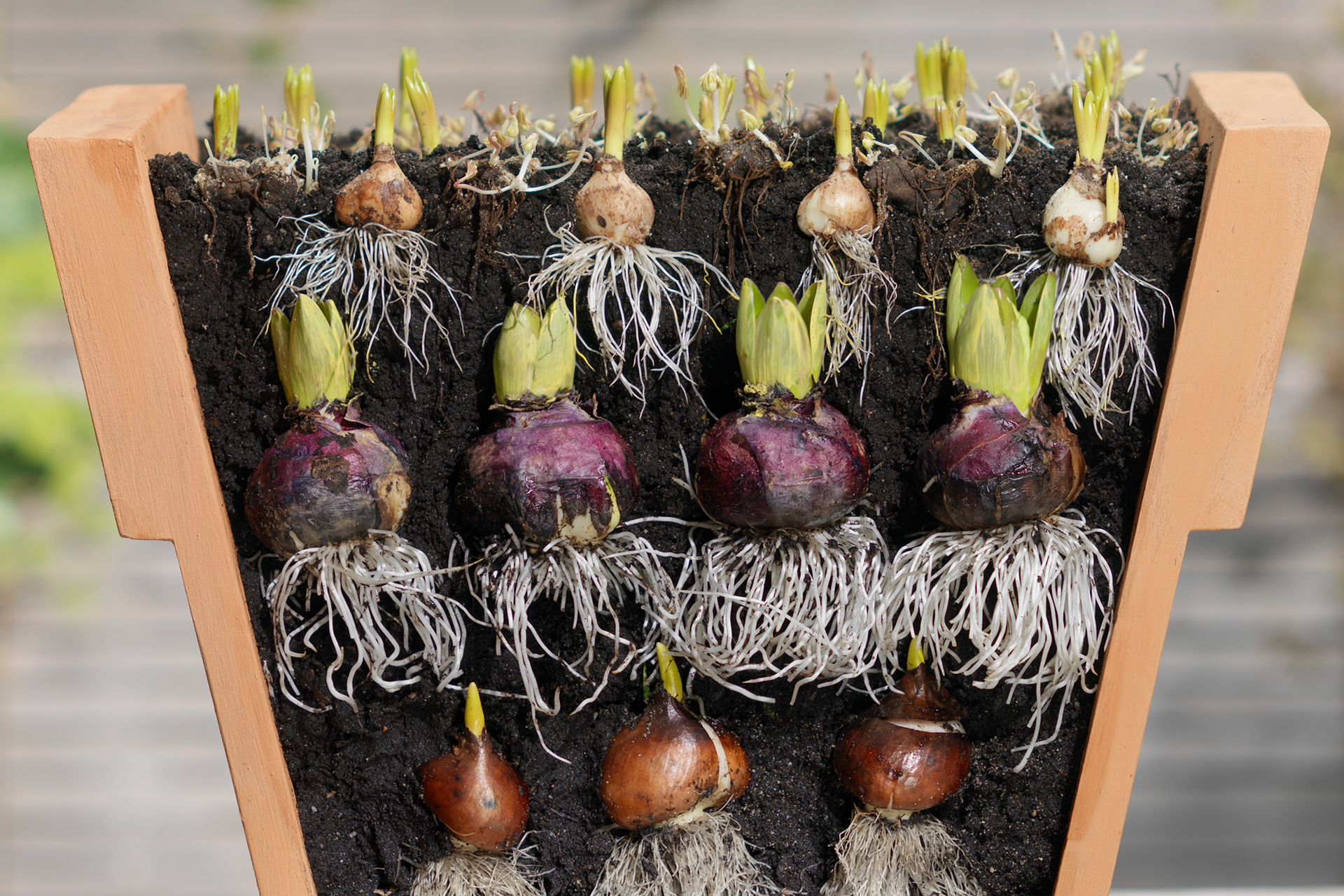 Nem guide til en løglasagne