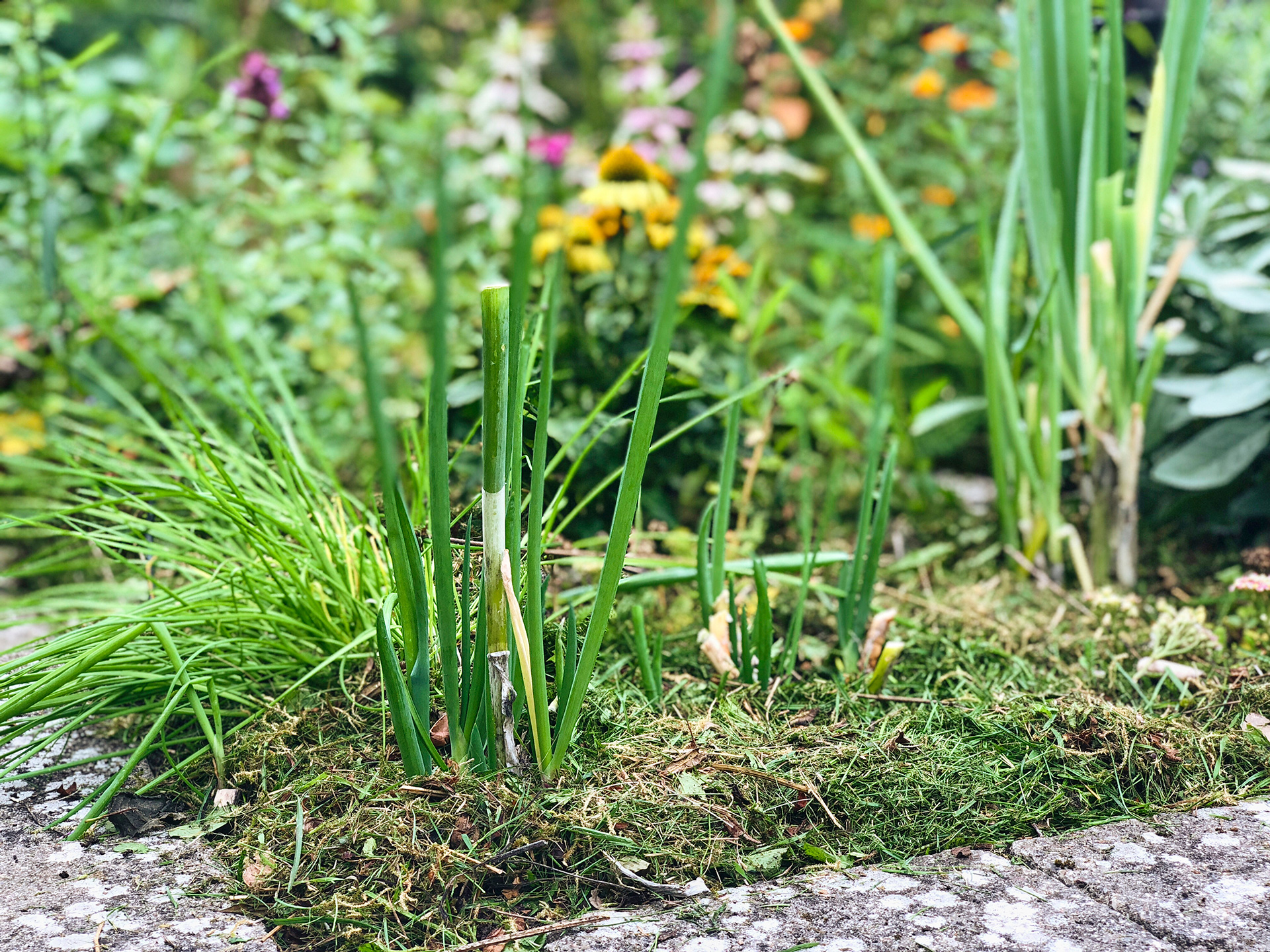 Spar på vandet i haven med jordække I Klimavenlig have