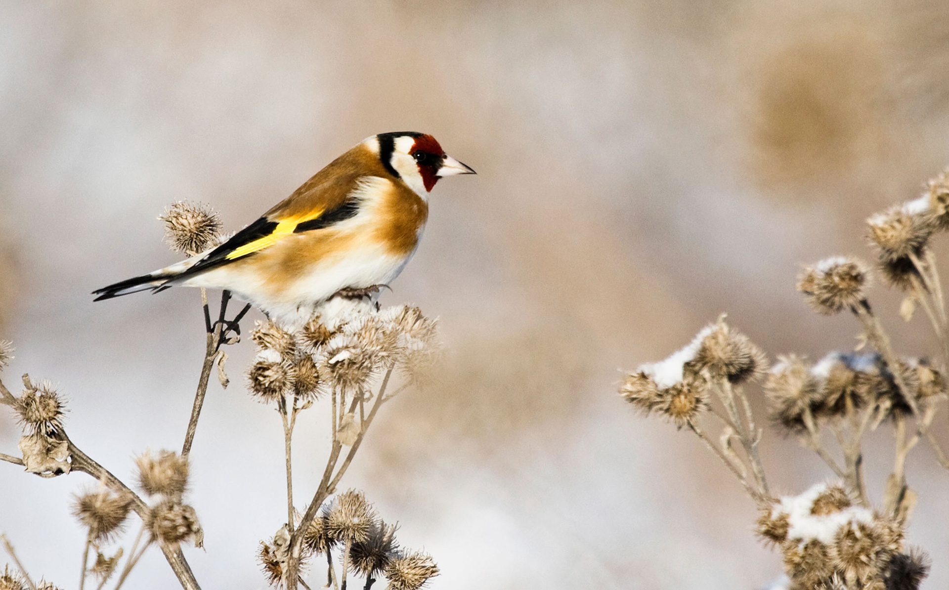 18 gode stauder til fuglene om vinteren